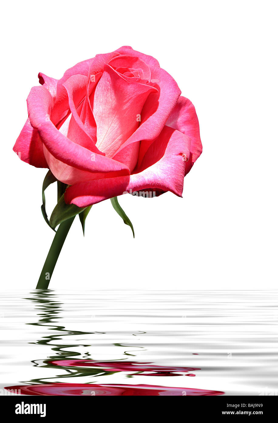 Rose with reflection in water Stock Photo - Alamy