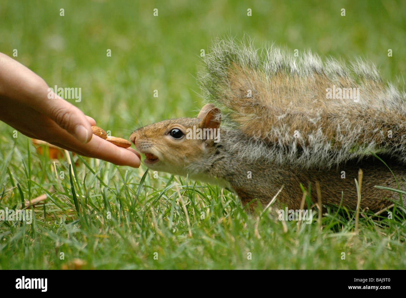 Squirrel biting hand hi-res stock photography and images - Alamy