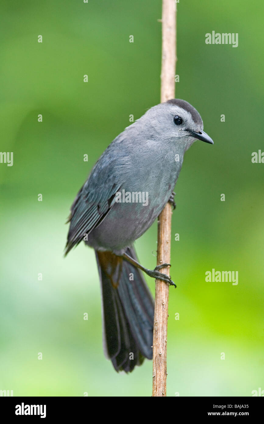 Catbird environment hi-res stock photography and images - Alamy