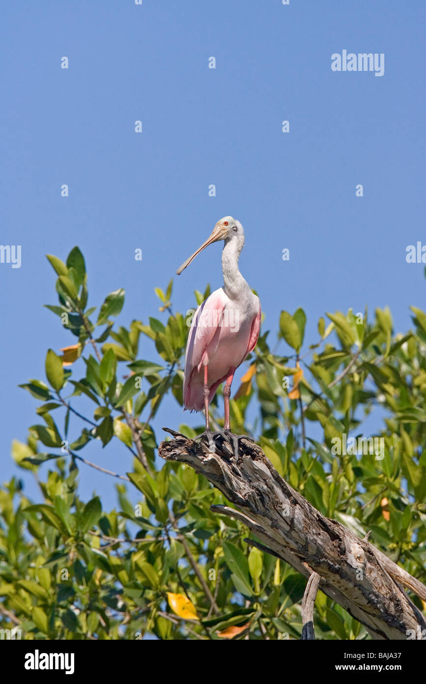 Pink bird feet hi-res stock photography and images - Alamy