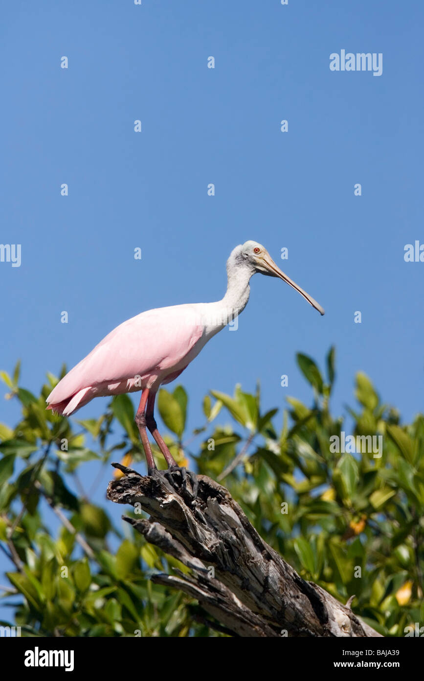 Odd bill hi-res stock photography and images - Alamy