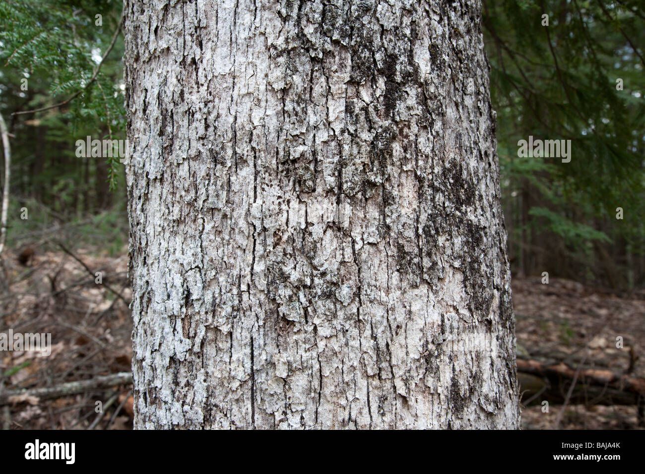 White oak tree quercus alba hi-res stock photography and images - Alamy