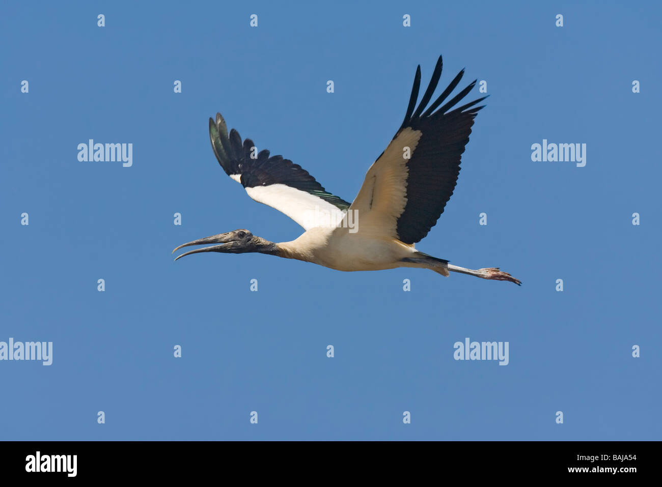 Wood stork feet hi-res stock photography and images - Alamy
