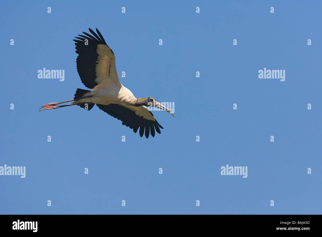 Wood stork feet hi-res stock photography and images - Alamy