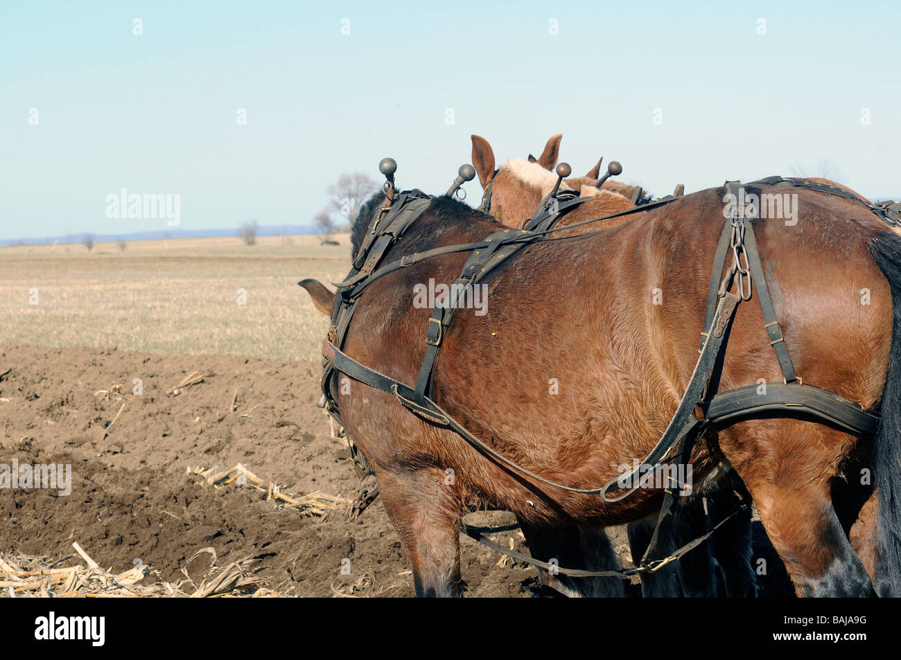 Amish plow horses in field plowing for spring planting in upperstate ...