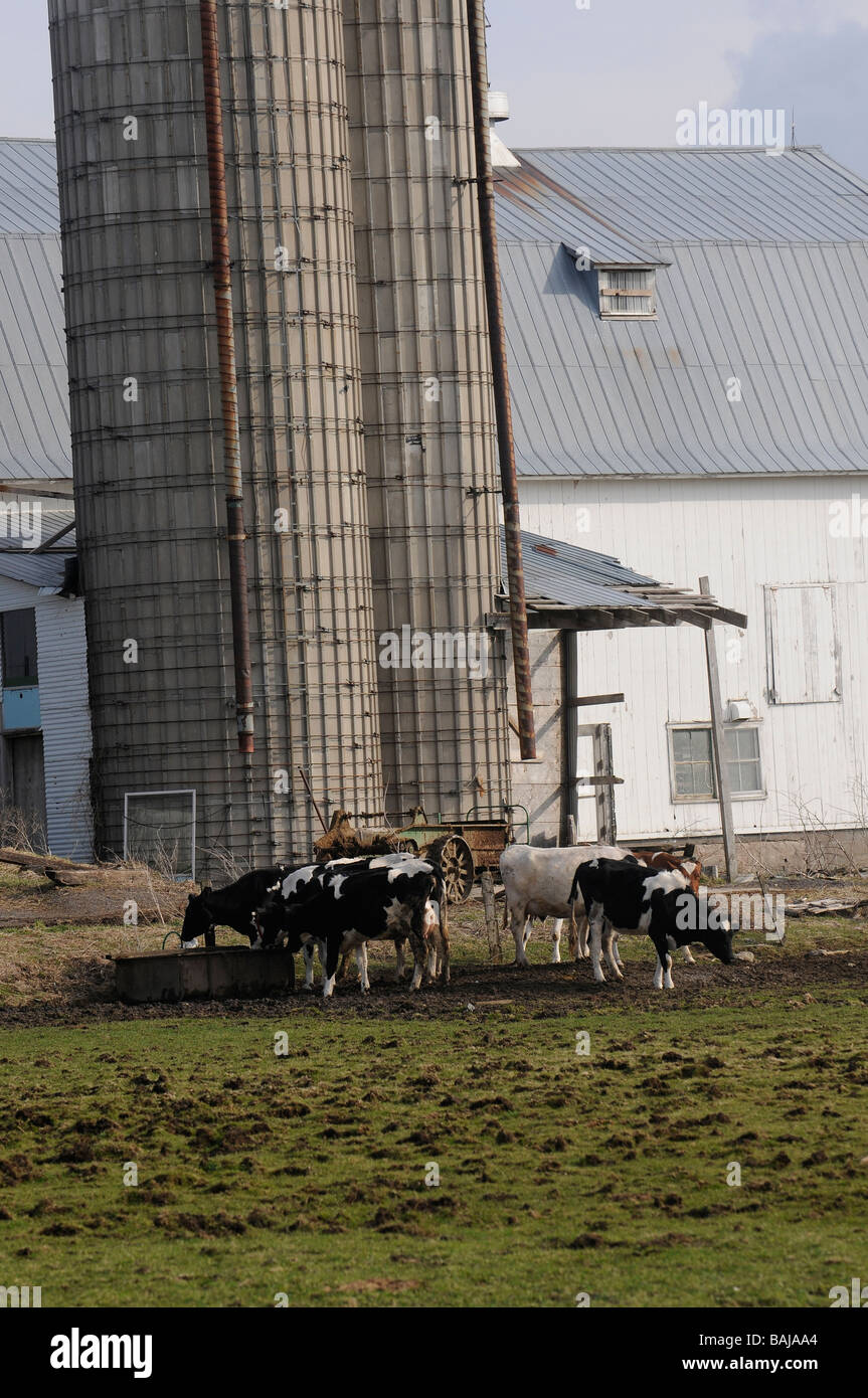 Cows feeding at a dairy farm in upper state new york outside of ...