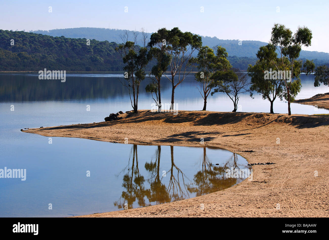 Eucalyptus trees, Lysterfield Lake, Endeavour Hills, Victoria Australia ...