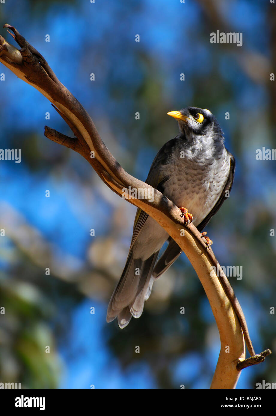 Myna bird hi-res stock photography and images - Alamy