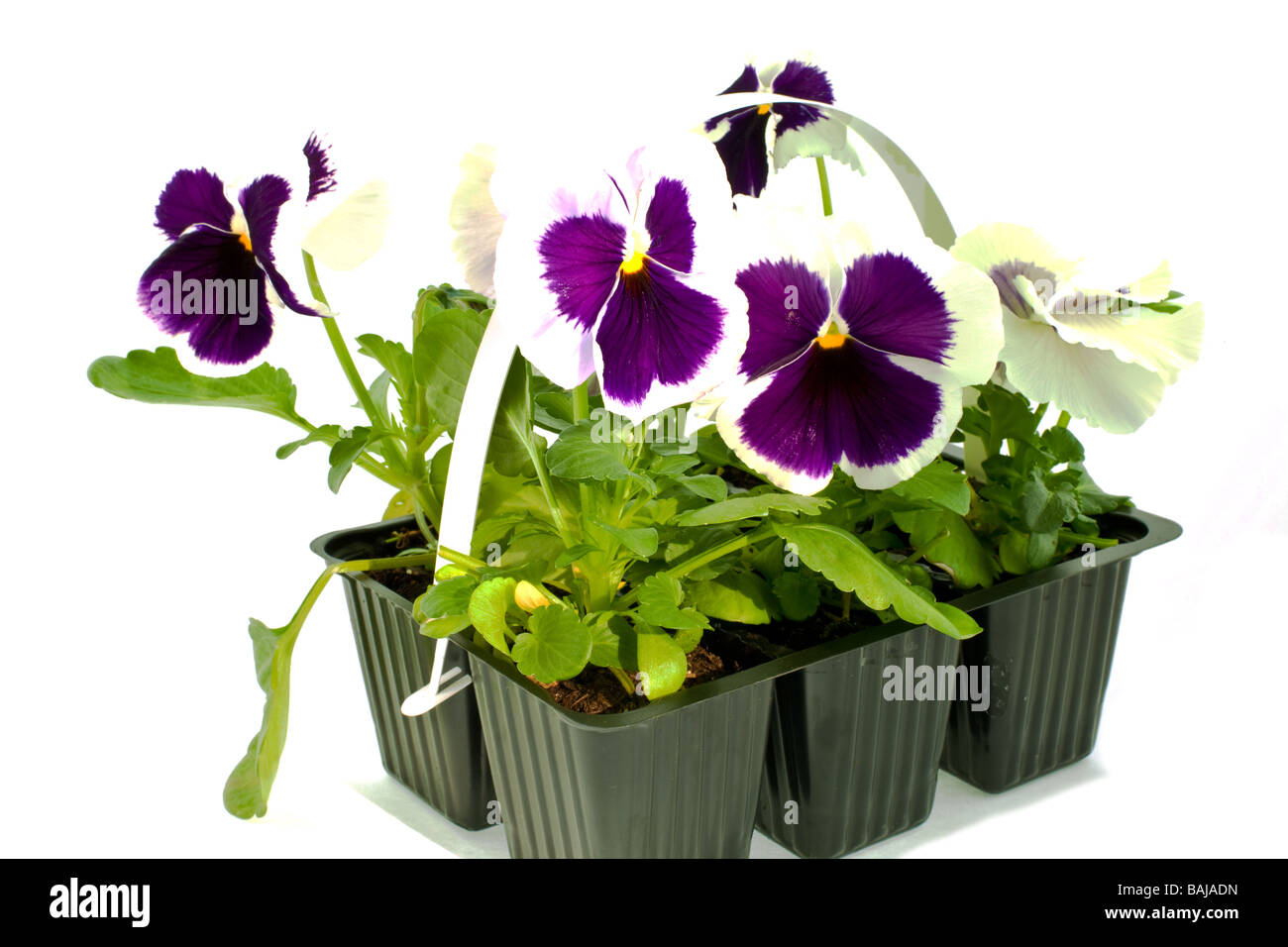 violet pansy s sprouts in plastic boxes on a white background Stock ...