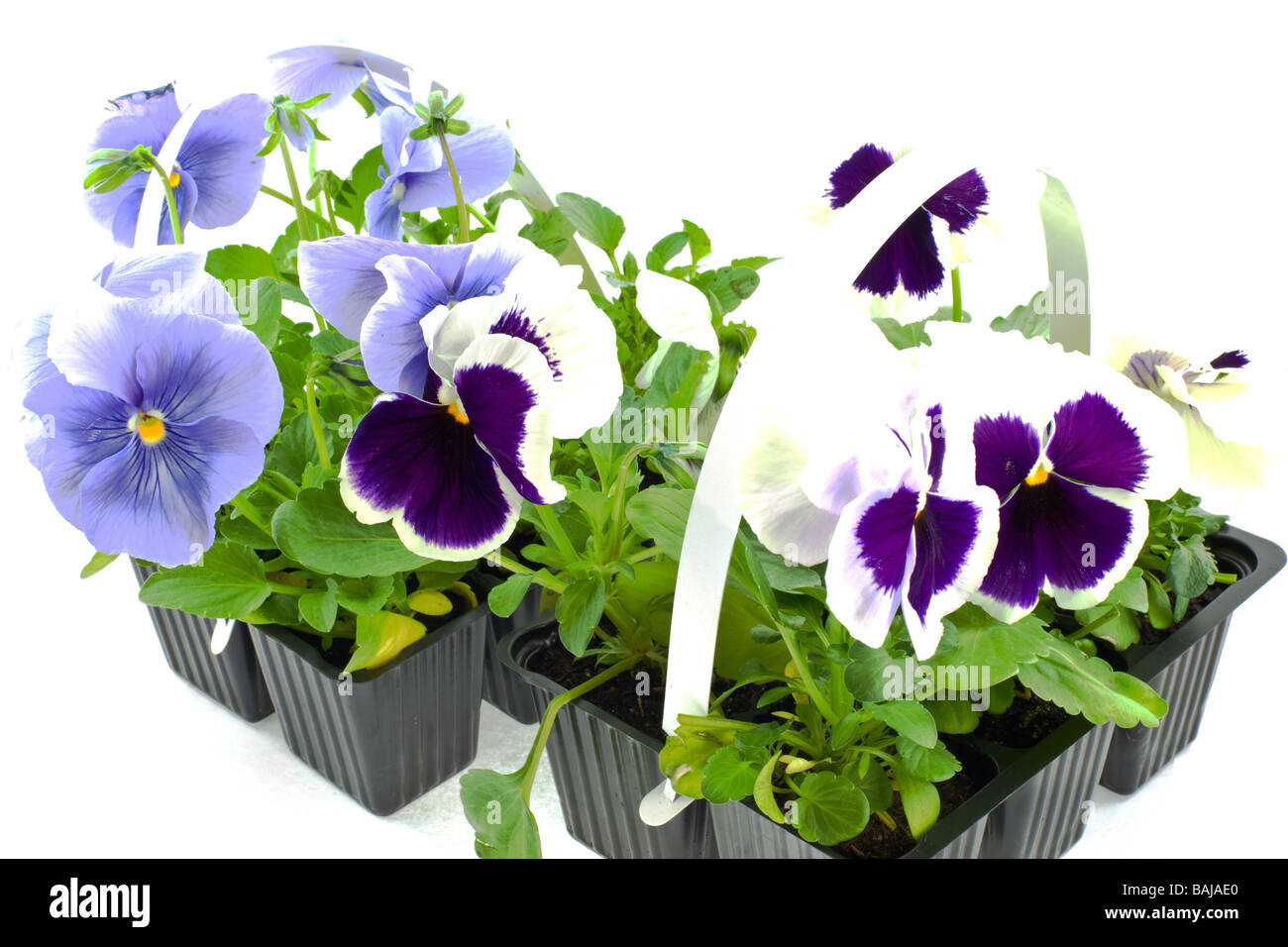 violet pansy s sprouts in plastic boxes on a white background Stock ...