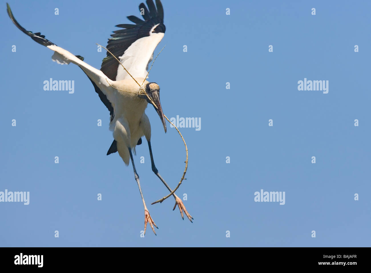 Wood stork feet hi-res stock photography and images - Alamy