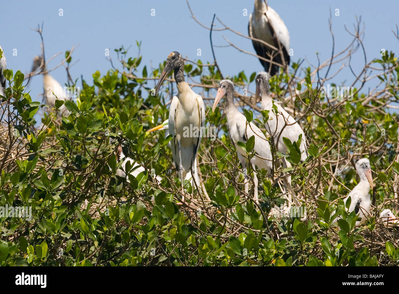 Wood stork feet hi-res stock photography and images - Alamy
