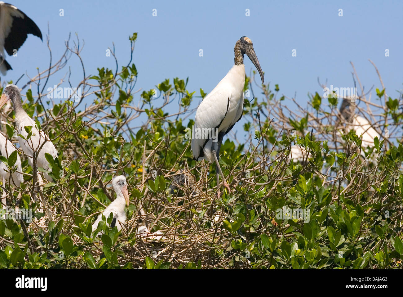 Wood stork feet hi-res stock photography and images - Alamy
