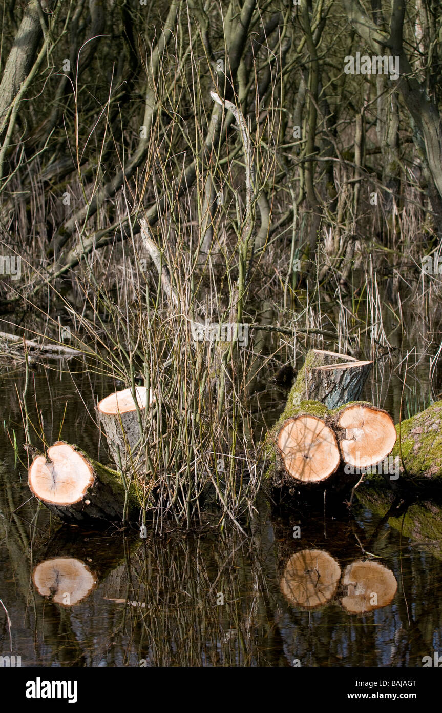 Tree marsh hi-res stock photography and images - Alamy