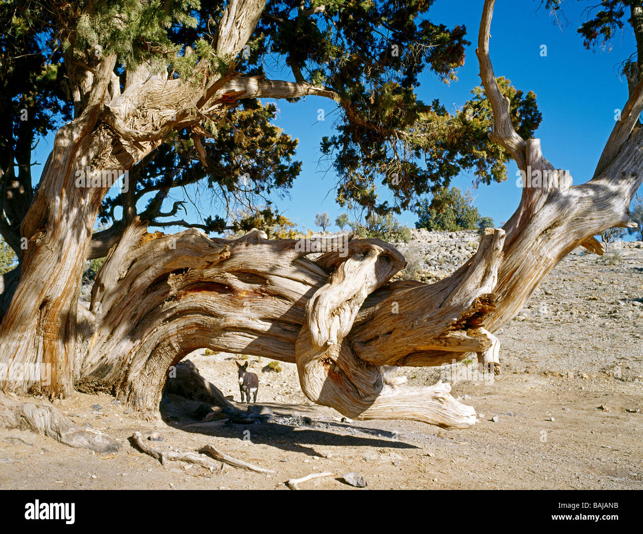 Donkey waiting behind a century old Juniper tree on the Sayq Plateau ...