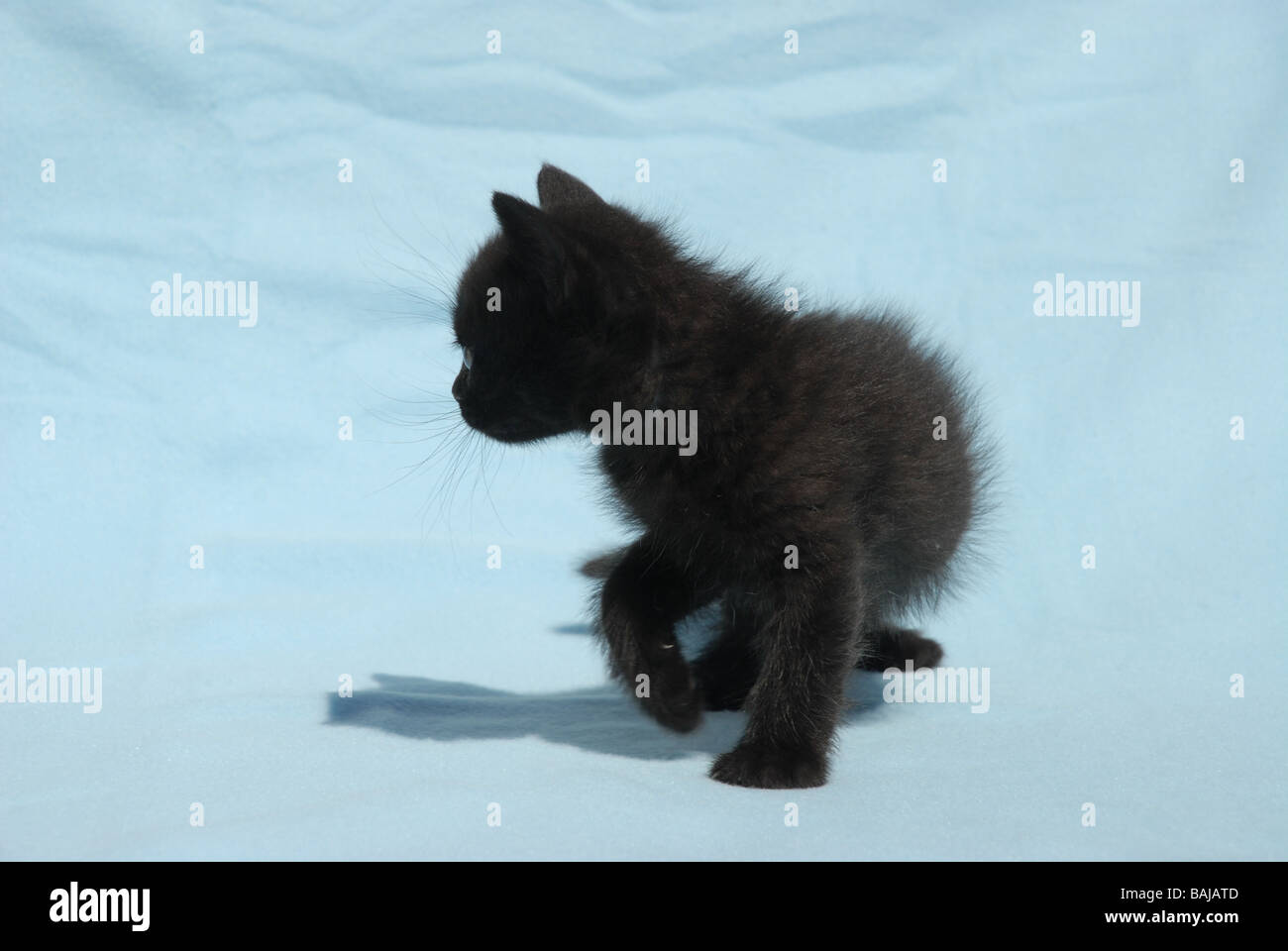 Kitten profile hi-res stock photography and images - Alamy