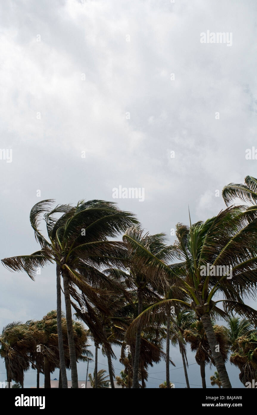 Cloudy skies palm trees hi-res stock photography and images - Alamy