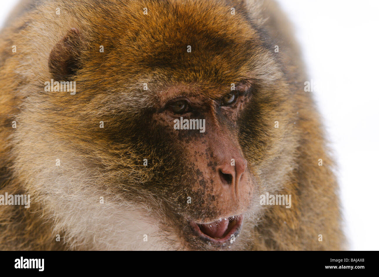 Planta de pinaceae hi-res stock photography and images - Alamy