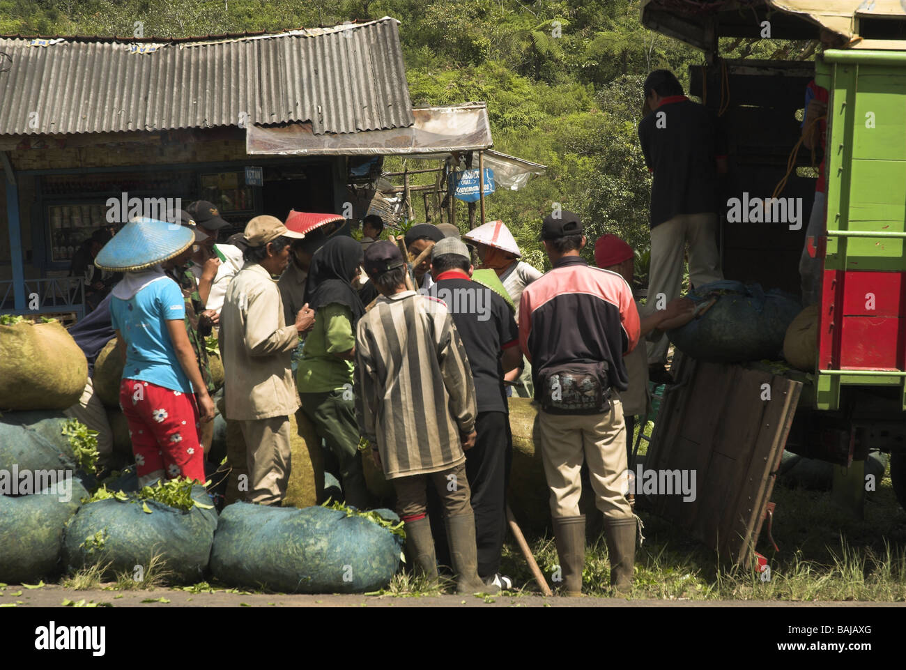 Loading tea pickers sacks into lorry, tea plantation, Ciater, Indonesia ...