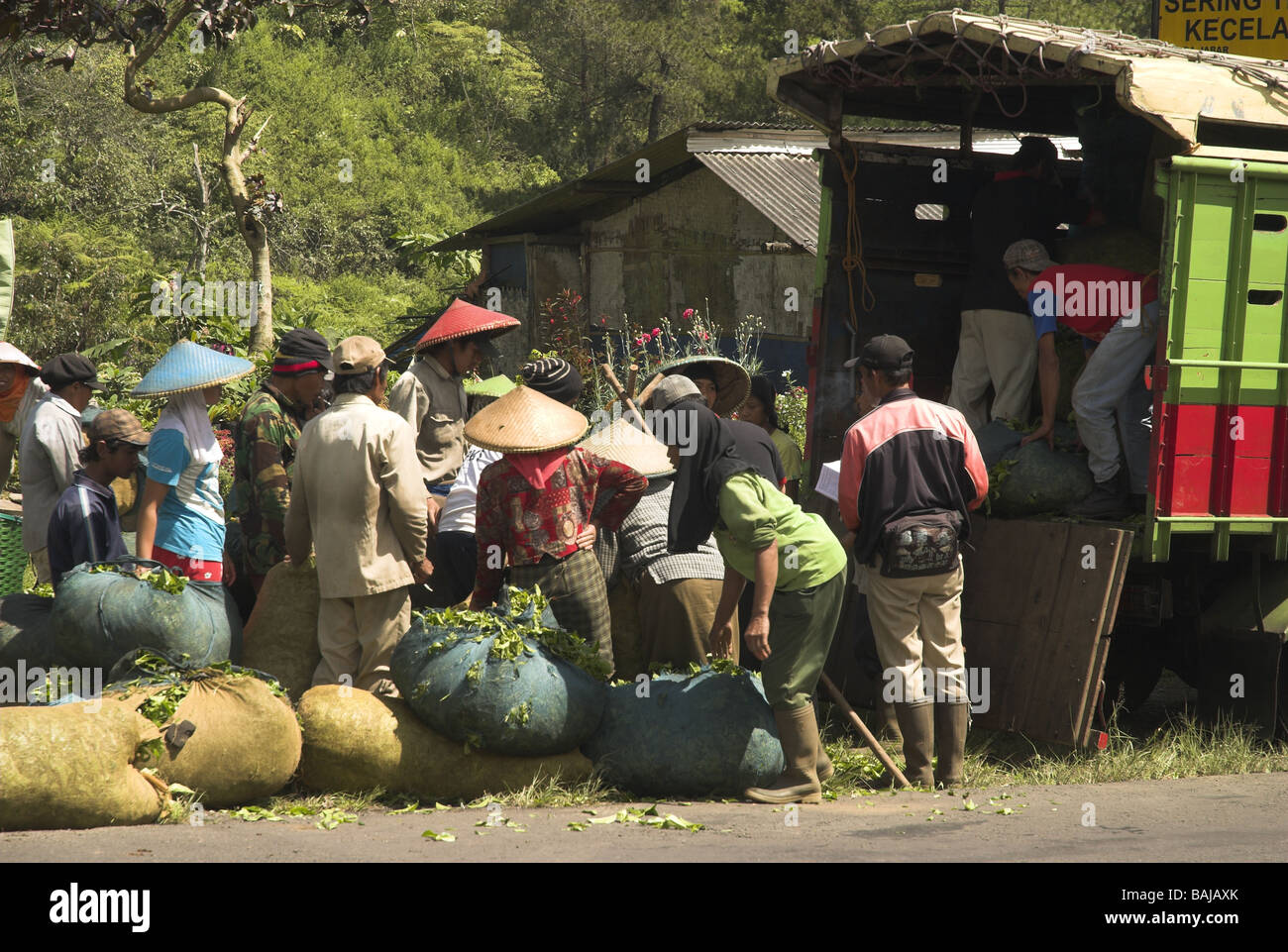 Loading tea pickers sacks into lorry, tea plantation, Ciater, Indonesia ...