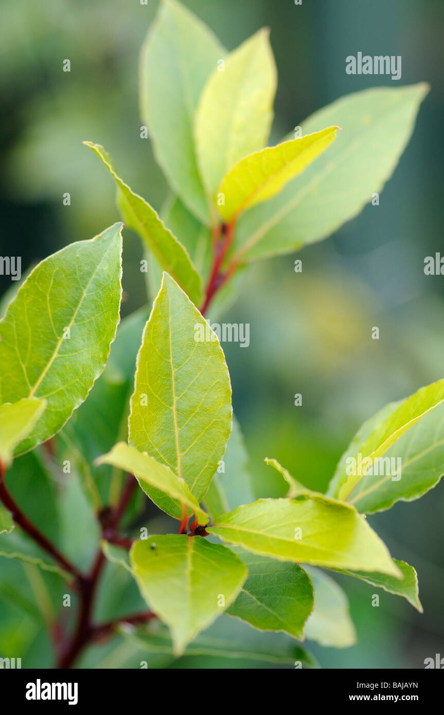 Laurus nobilis hi-res stock photography and images - Alamy