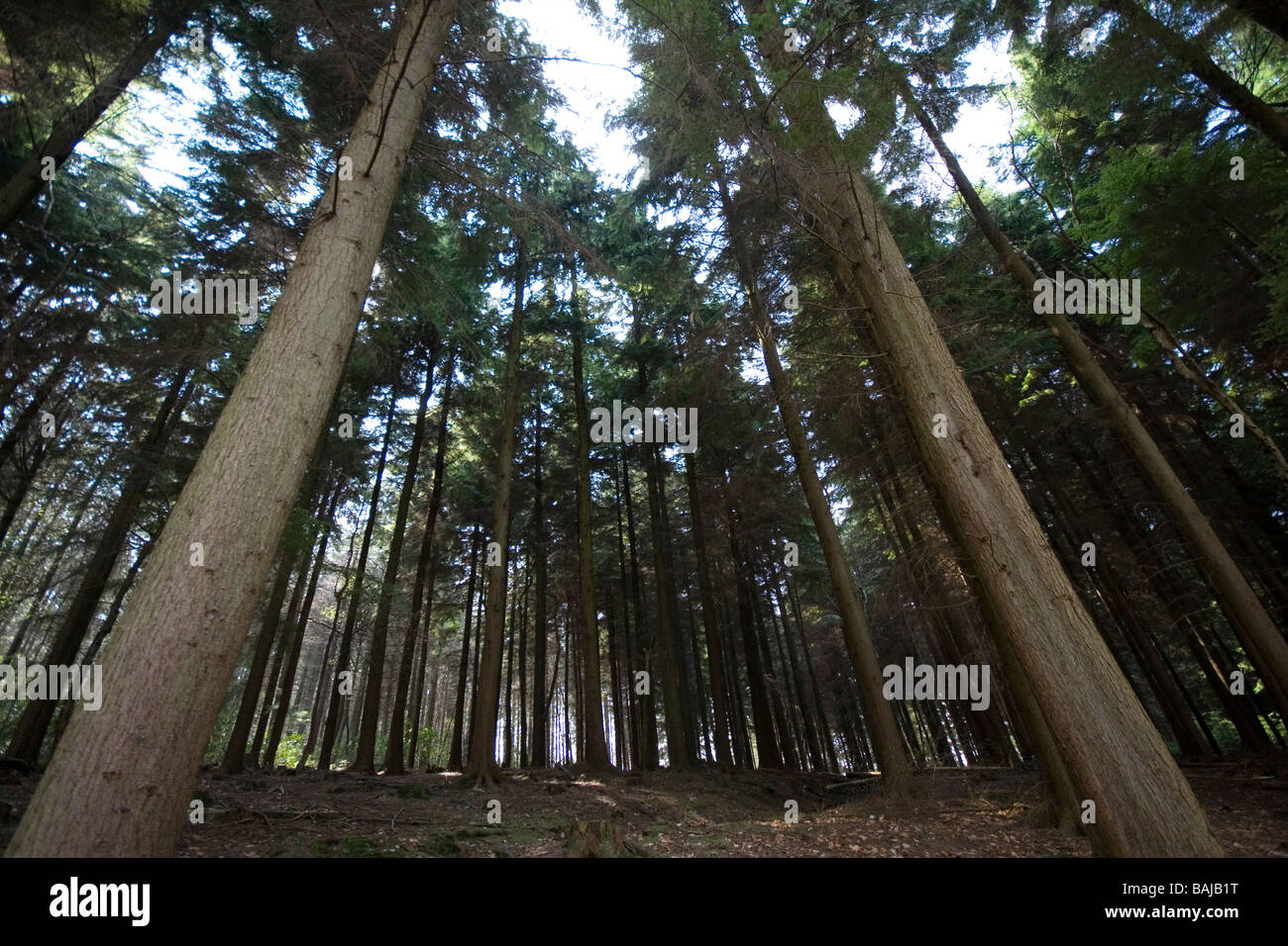 Pine copse hi-res stock photography and images - Alamy
