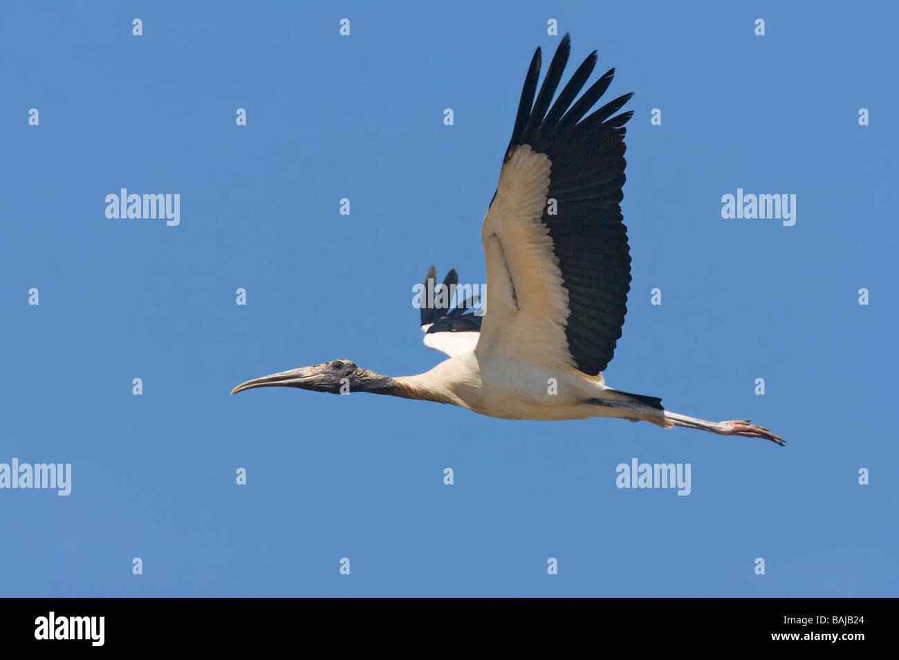 Wood stork feet hi-res stock photography and images - Alamy