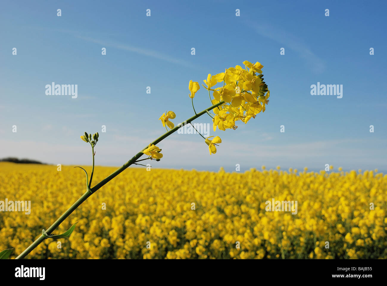 Flower of rape Stock Photo - Alamy