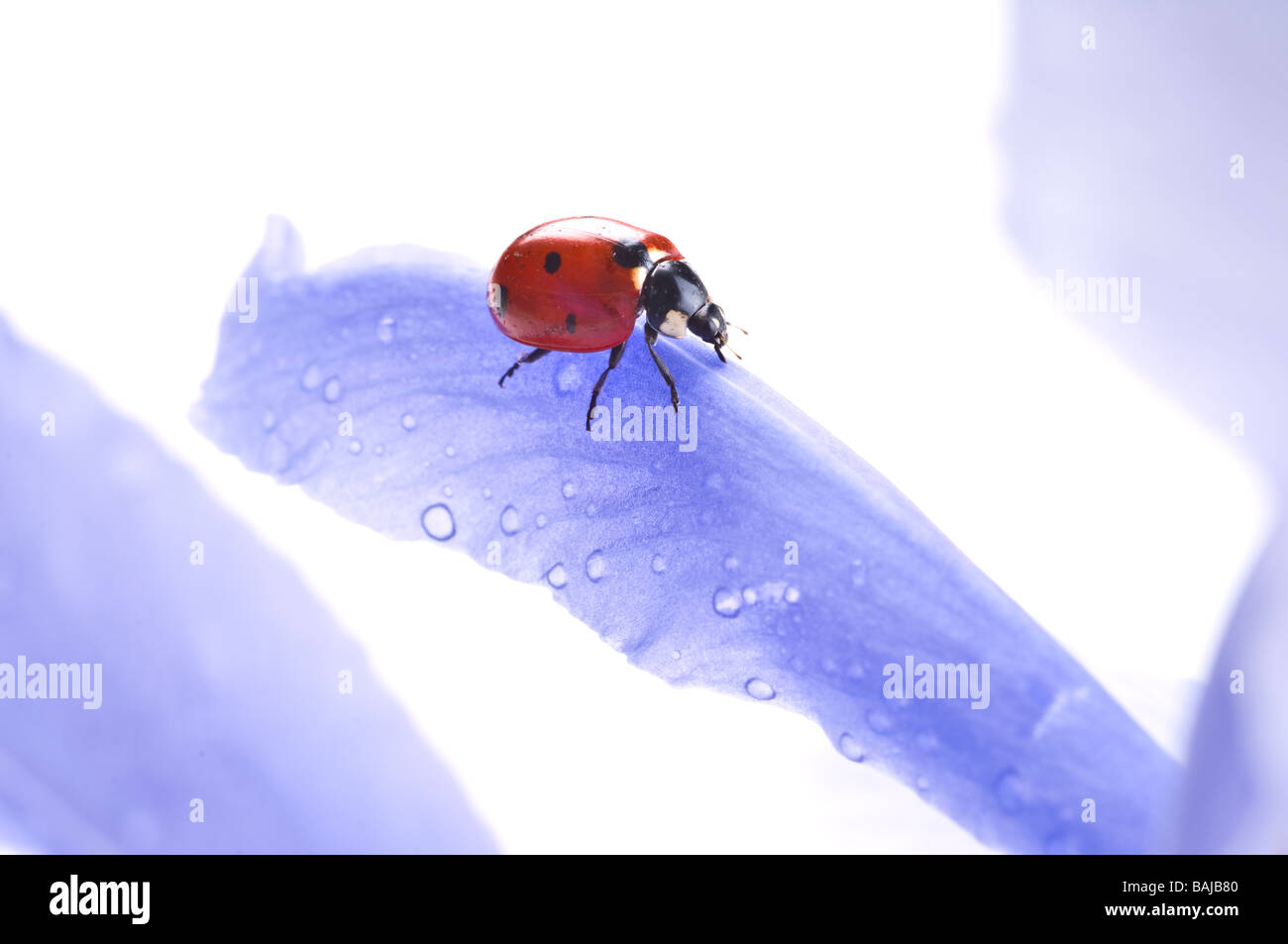 red summer ladybug on flower Stock Photo - Alamy