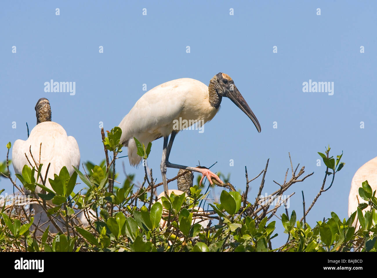Wood stork feet hi-res stock photography and images - Alamy