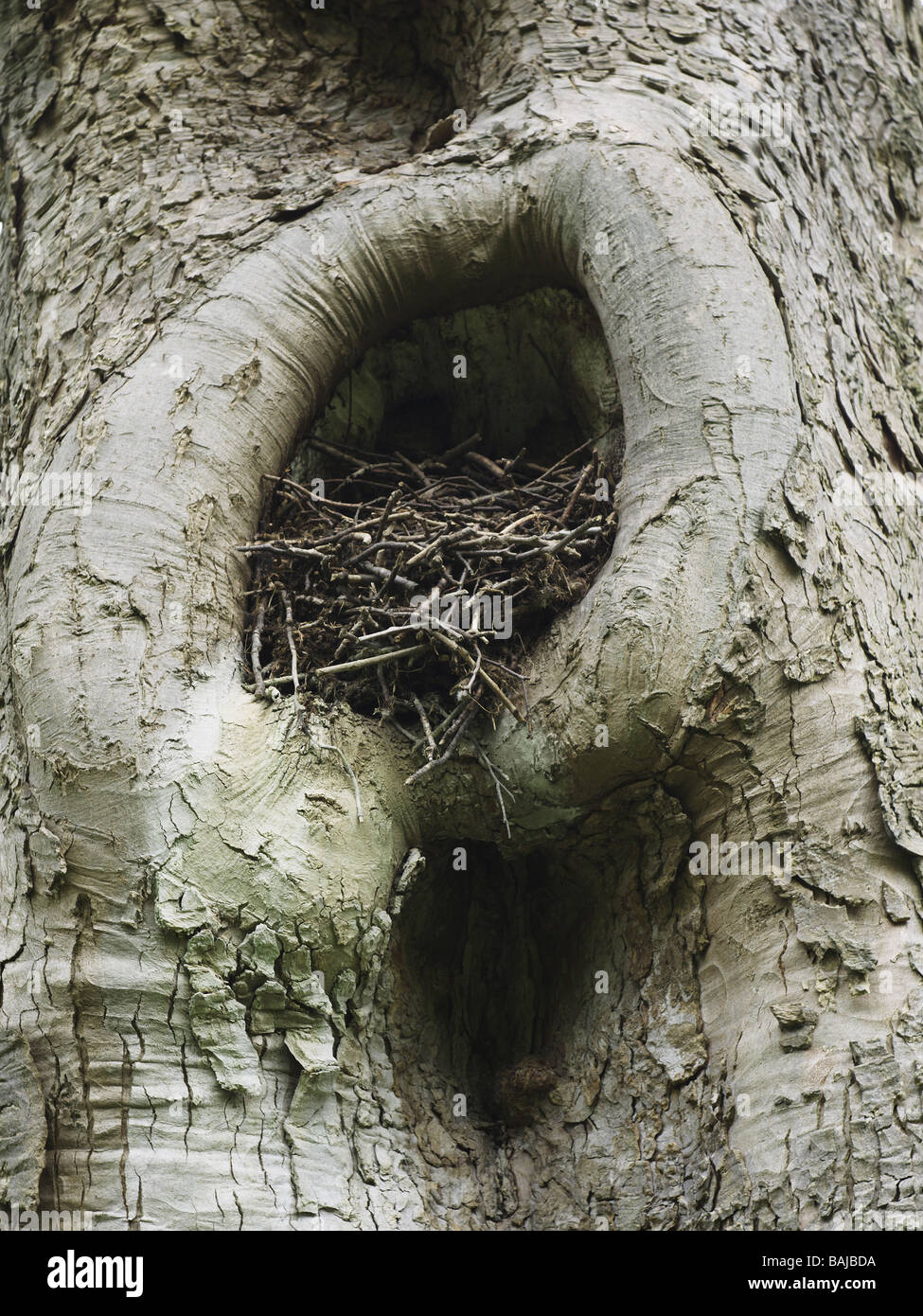 old tree with birds nests Stock Photo - Alamy