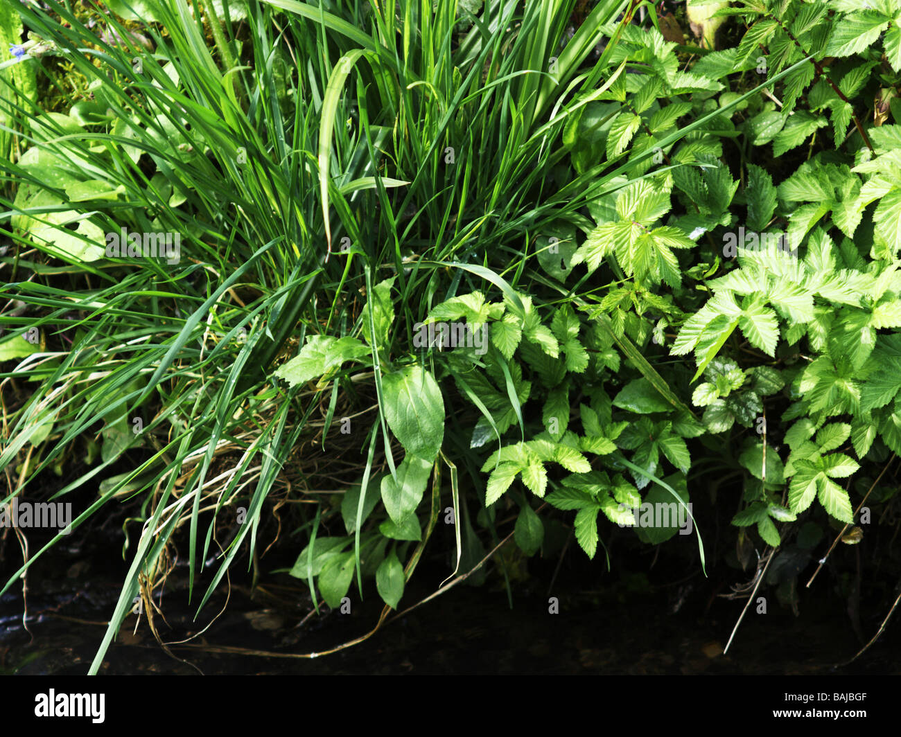 Green reeds hi-res stock photography and images - Alamy