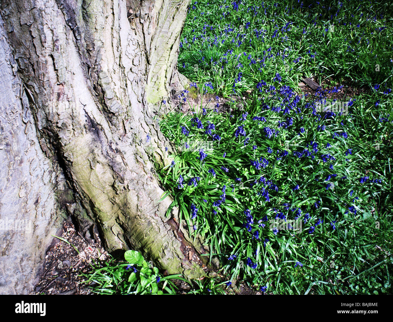 bluebells in wood green leaves trees behind Stock Photo - Alamy