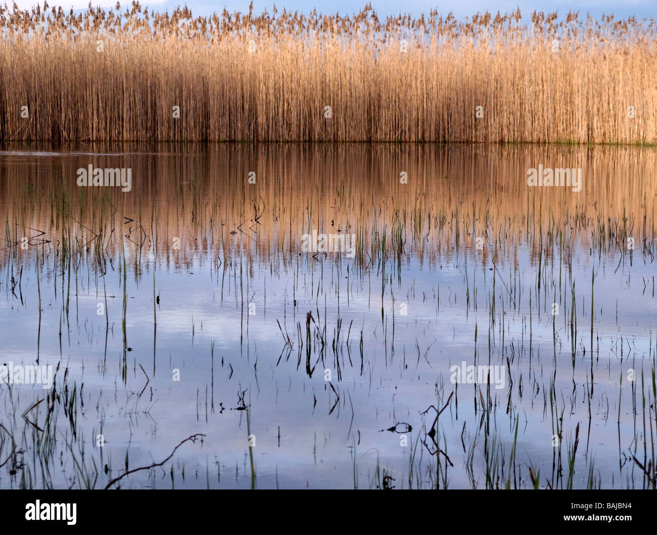 Reed in water hi-res stock photography and images - Alamy