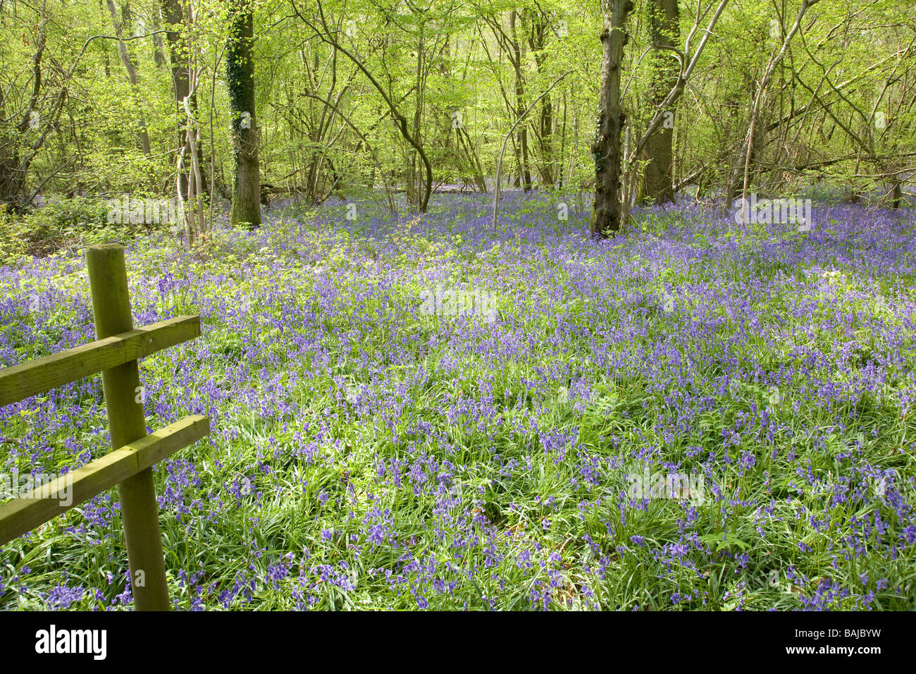 A Bluebell wood, Spring 2009 Stock Photo - Alamy