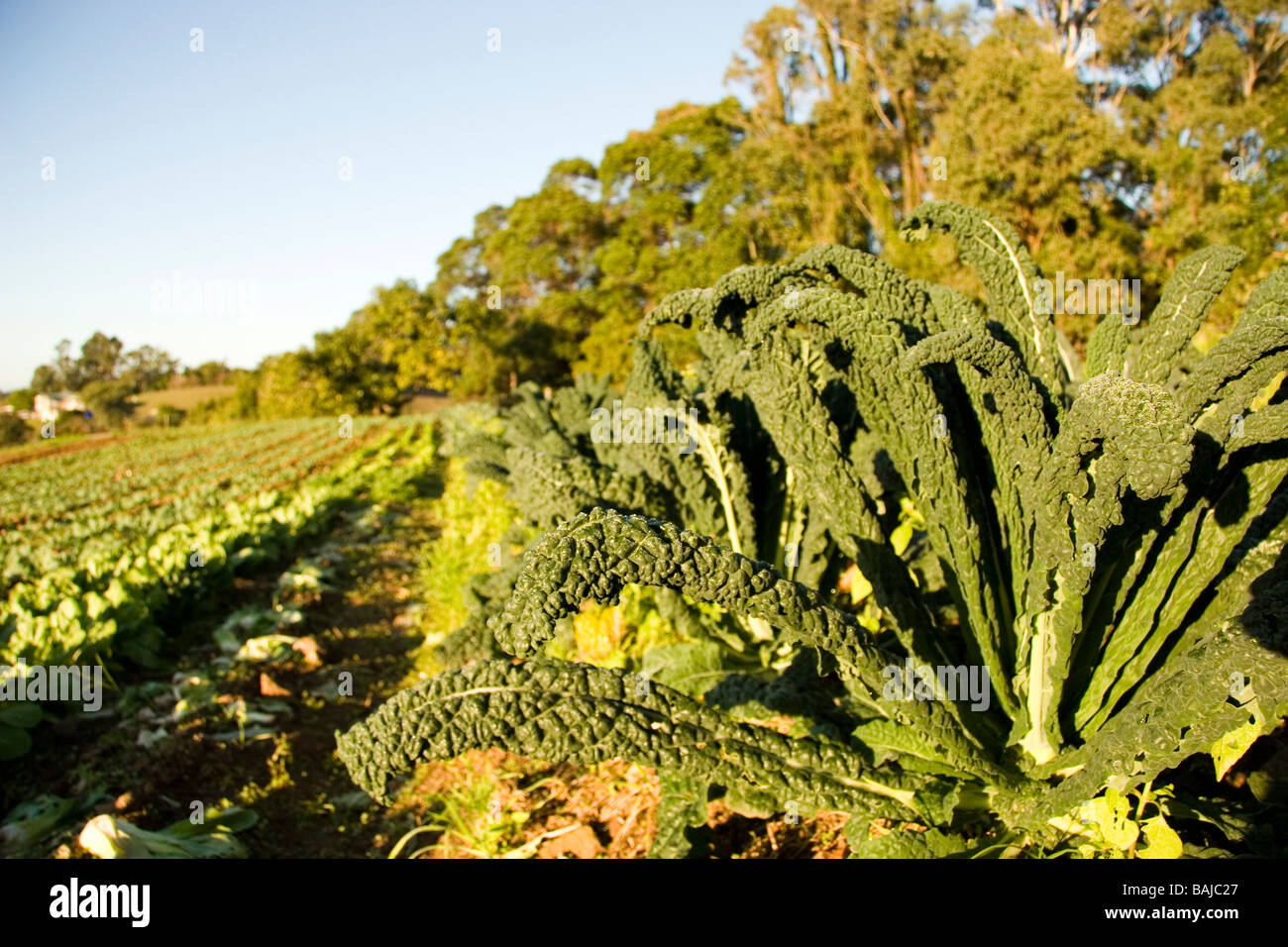 Spinach farm in morning sunlight Stock Photo - Alamy