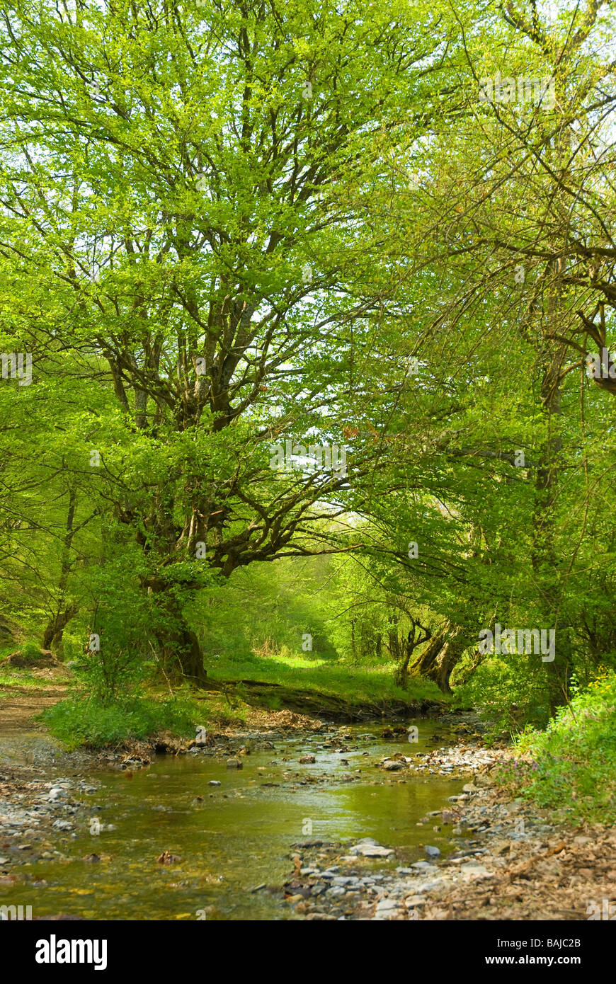 Peaceful River Flowing under Fresh Green Spring Trees Stock Photo - Alamy