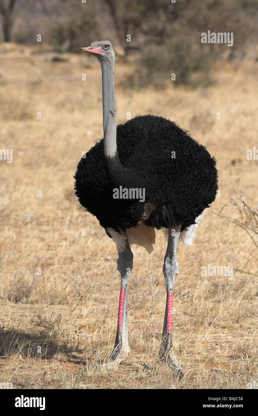 Samburu National Reserve, Kenya; Blue necked ostrich (Struthio Camelus ...