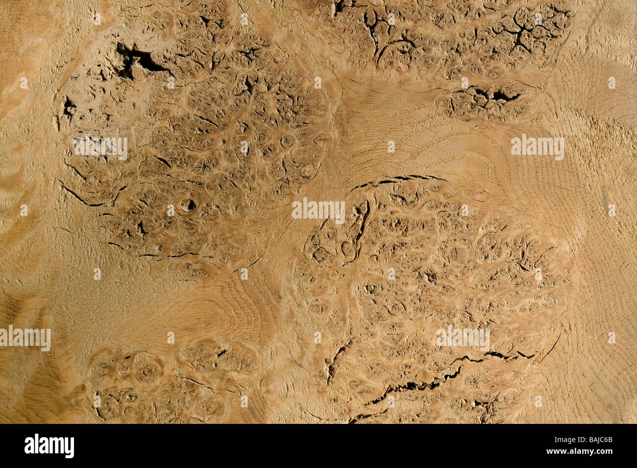 Close up view burr oak hi-res stock photography and images - Alamy