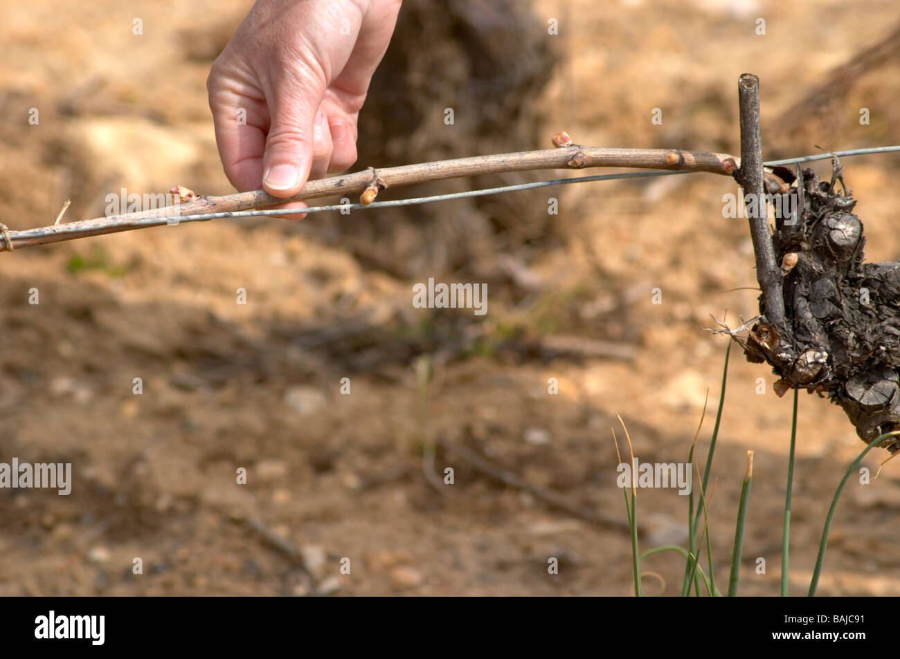 Guyot training hi-res stock photography and images - Alamy