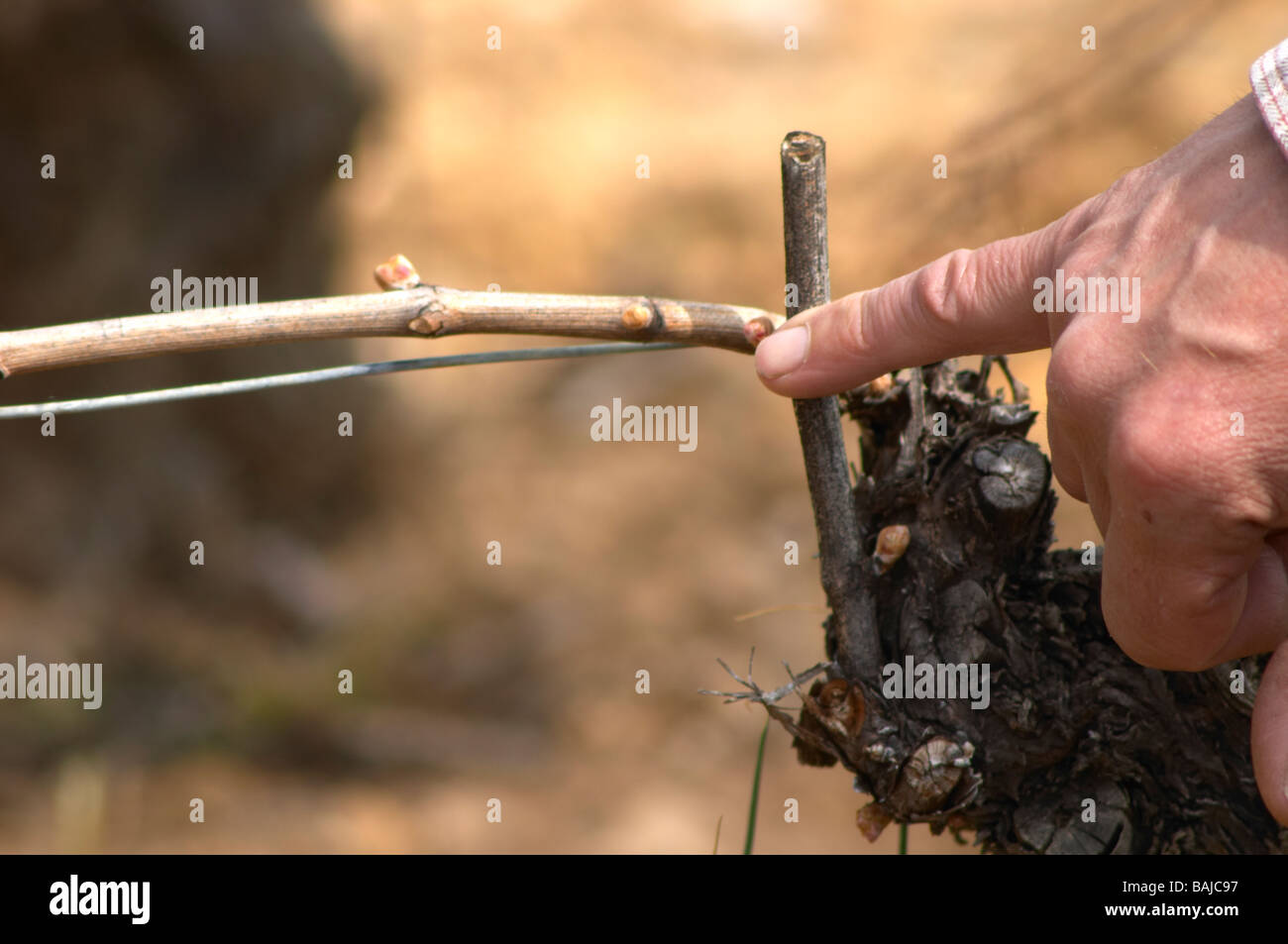 Guyot training hi-res stock photography and images - Alamy