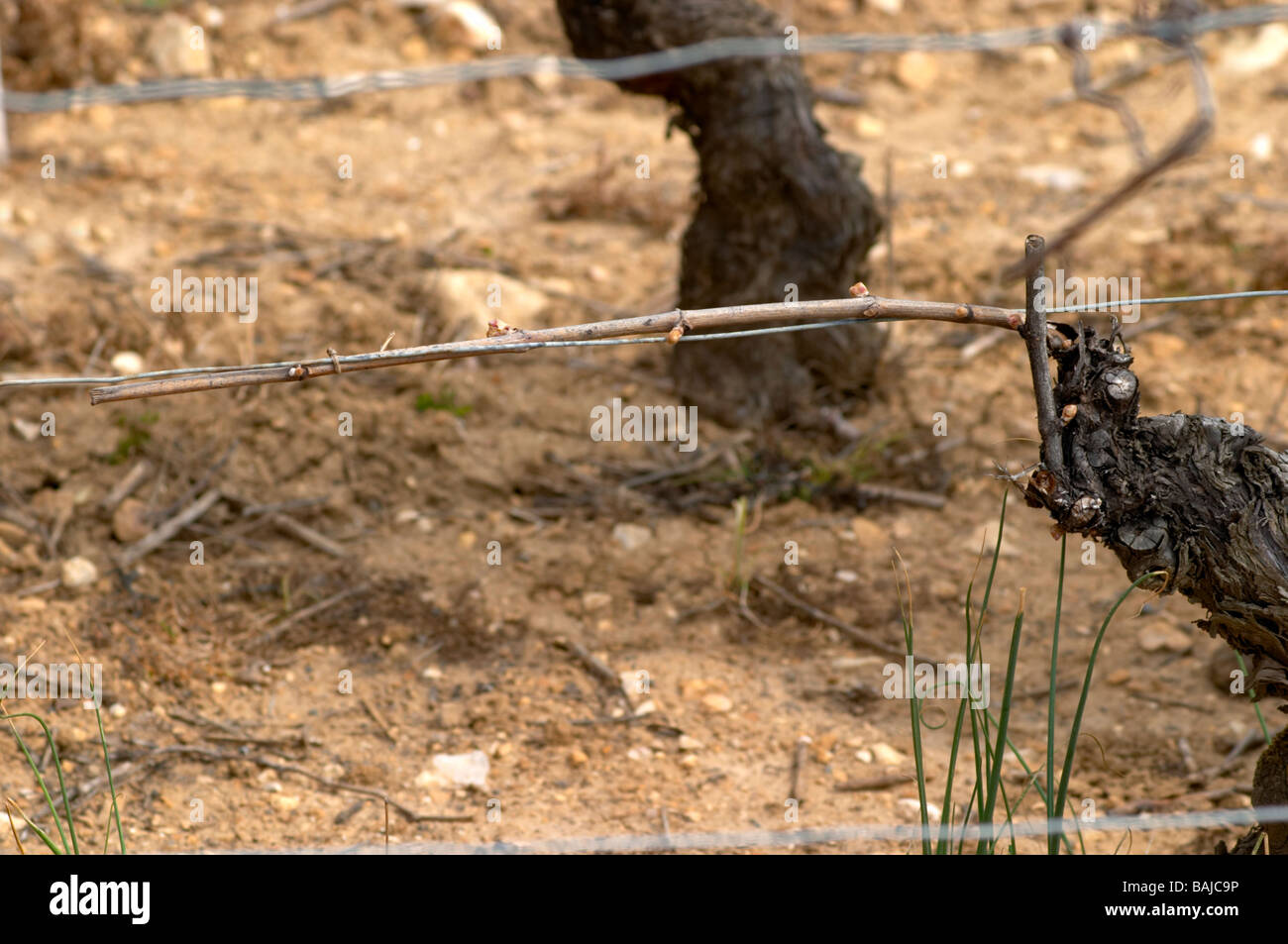 Guyot vine hi-res stock photography and images - Alamy