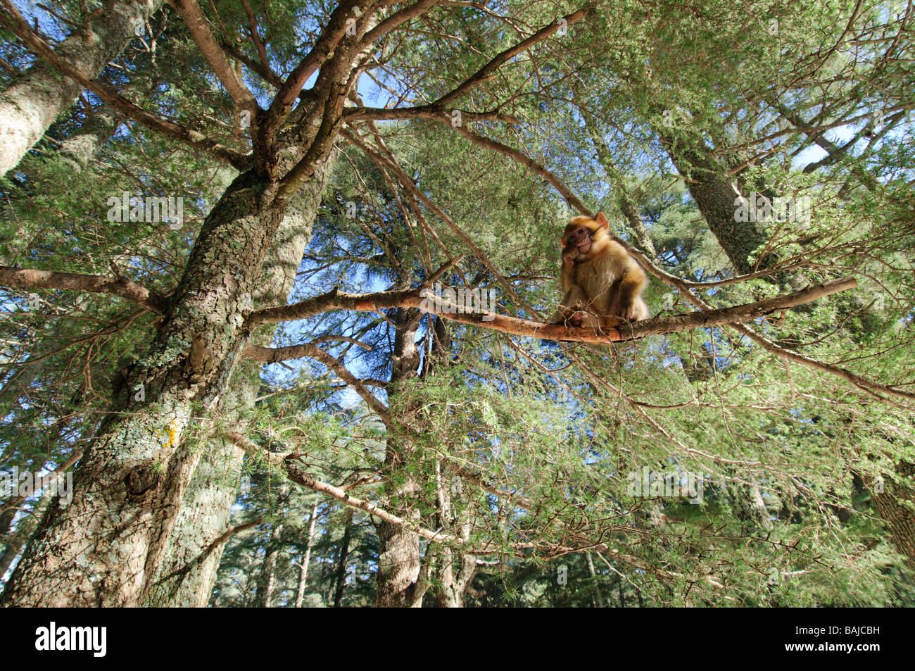 Young Barbary Macaque Macaca sylvanus sitting on trees in the cedar ...