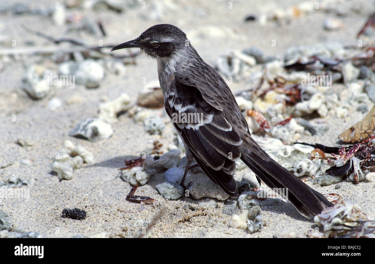 Galapagos Islands. Galapagos Mockingbird 'Nesomimus parvulus' Tower ...