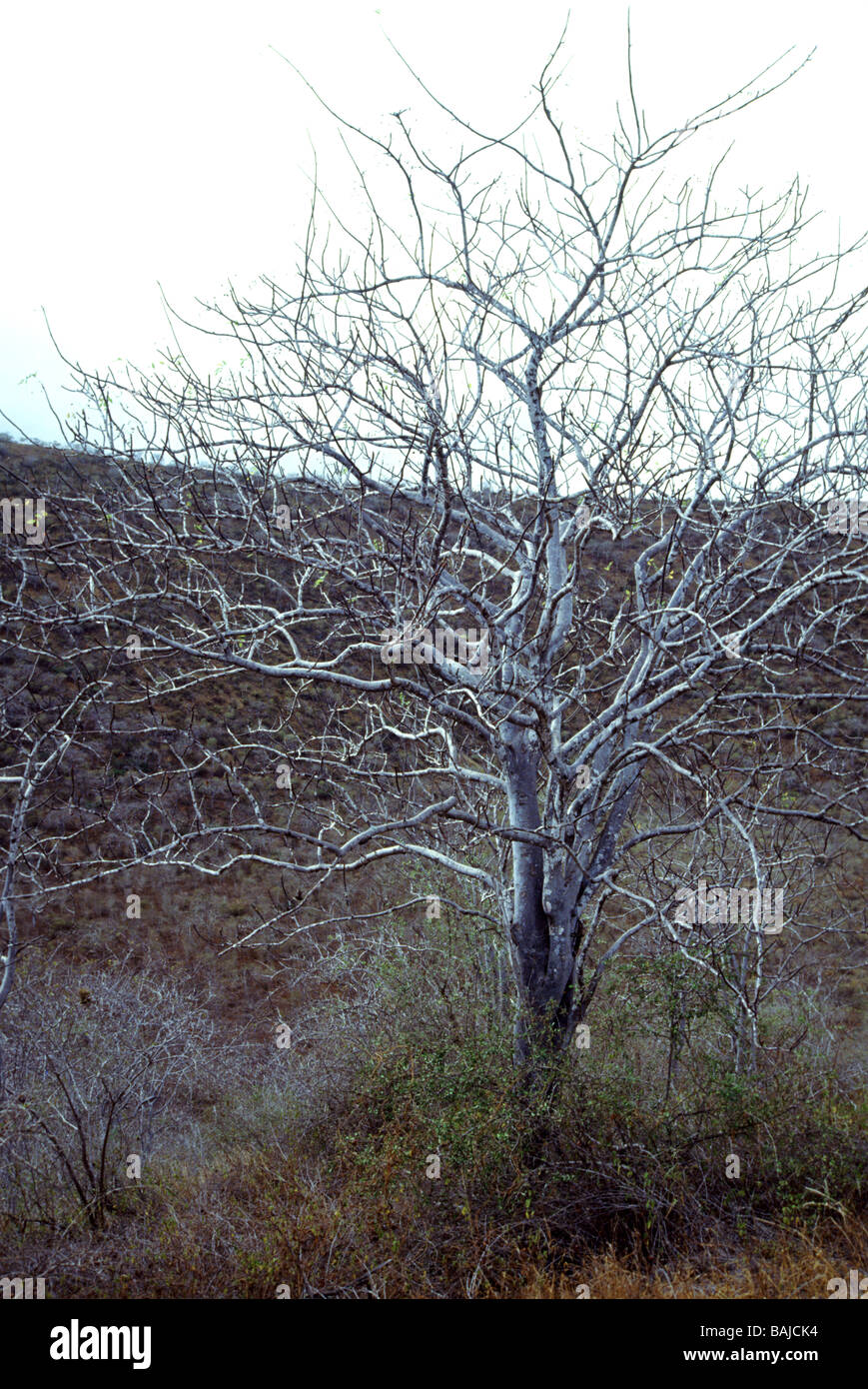 Galapagos Islands. Palo Santo tree 'Bursera graveolens' in the dry ...