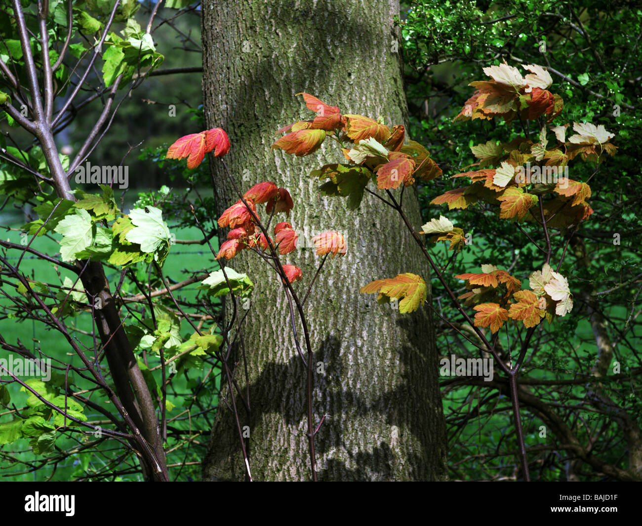 a view of a wood or a forest with trees and leaves Stock Photo - Alamy