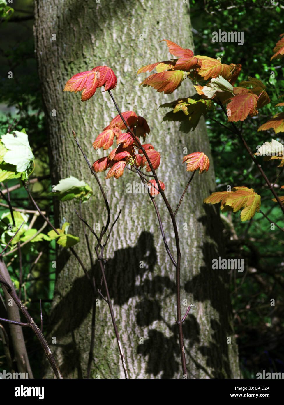 a view of a wood or a forest with trees and leaves Stock Photo - Alamy