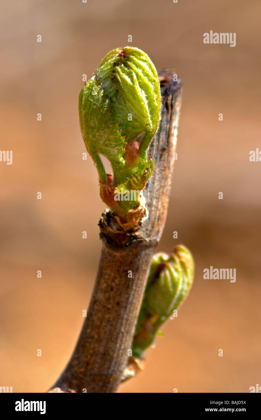 Budburst chardonnay hi-res stock photography and images - Alamy
