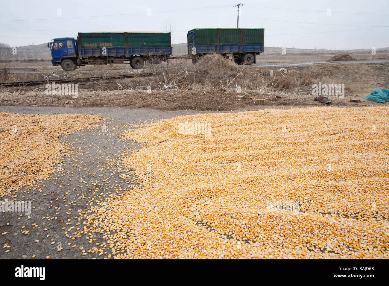 Corn crop drying hi-res stock photography and images - Alamy