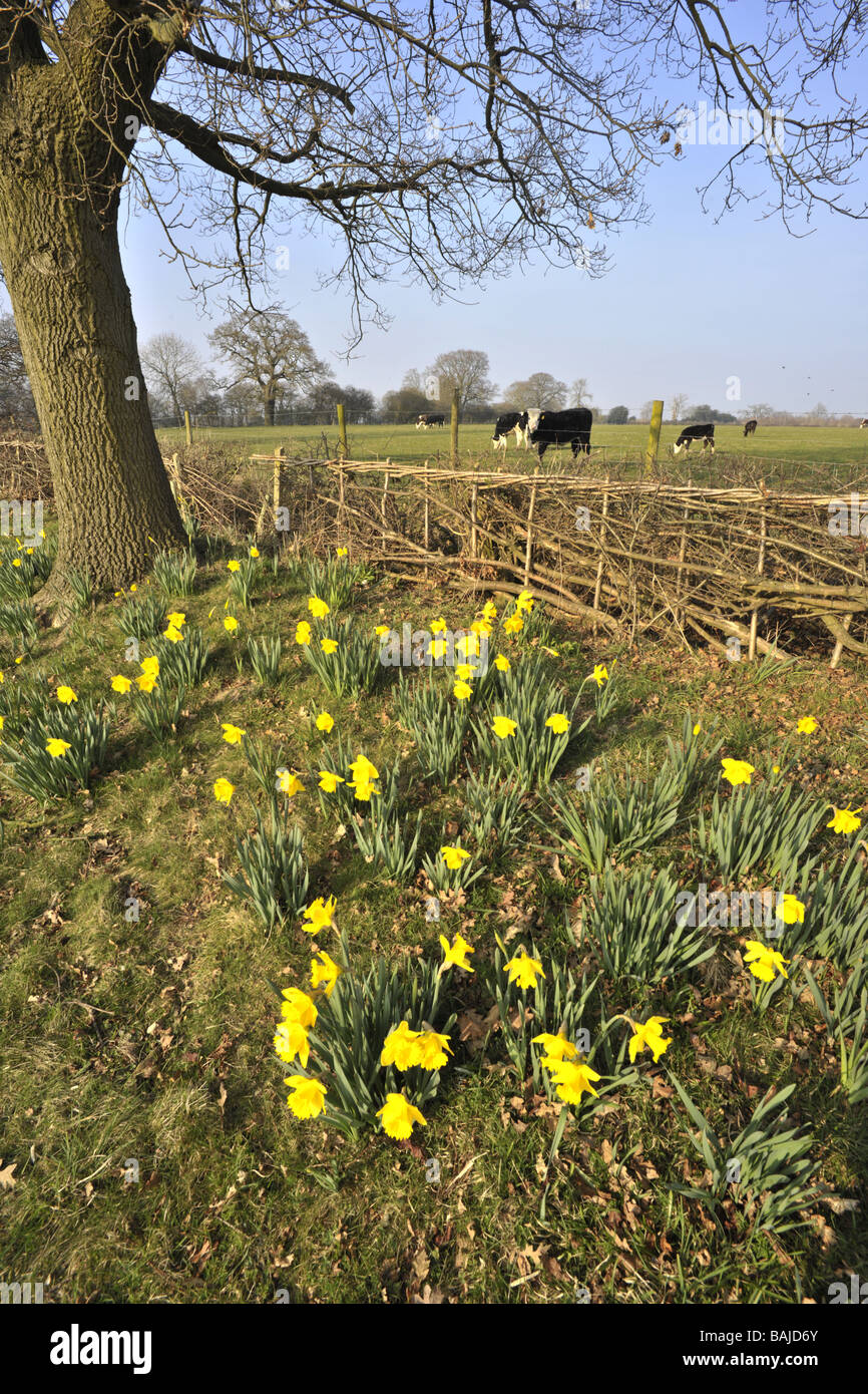 Cow cows in field with daffodils hi-res stock photography and images - Alamy